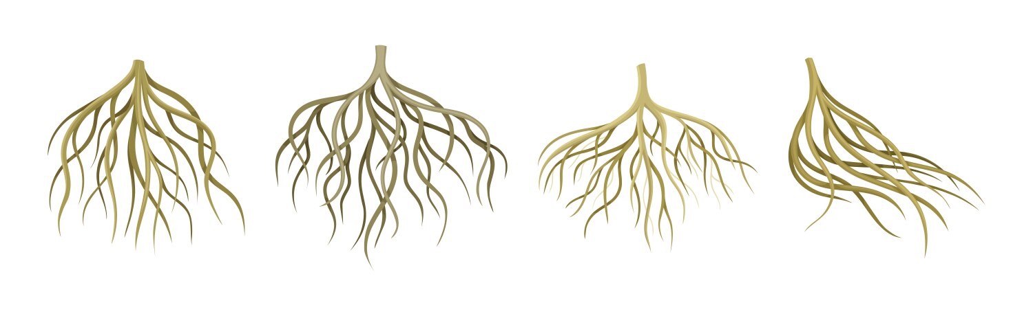 Tree roots with bare branched stem set Royalty Free Vector