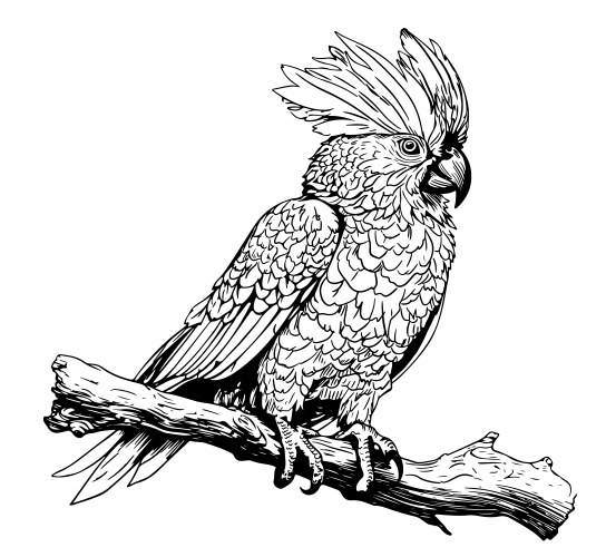 Parrot Bird Outline Vector Images (over 4,100)