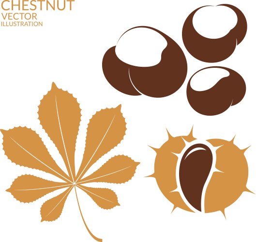 Chestnut drawing engraving ink line art Royalty Free Vector