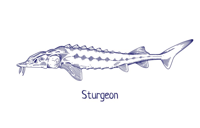 Sturgeon Vector Images (over 1,500)