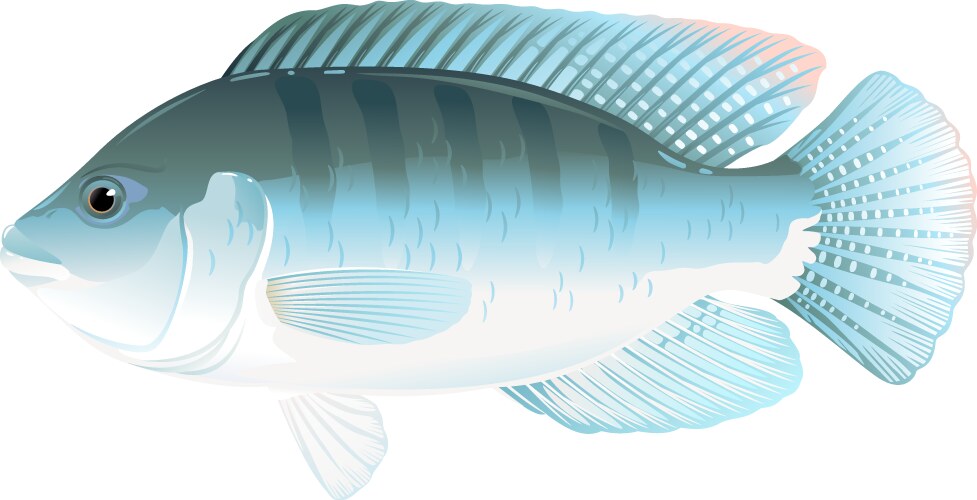 Animation Tilapia Fish Vector Images (over 280)