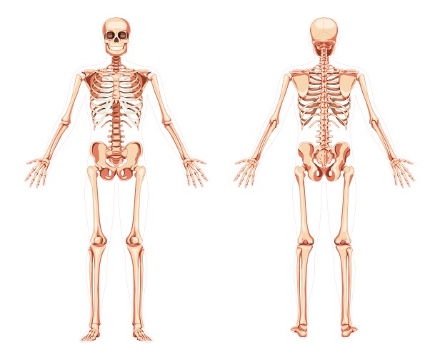 Human Skeleton Anatomy - Front, Back & Side Views