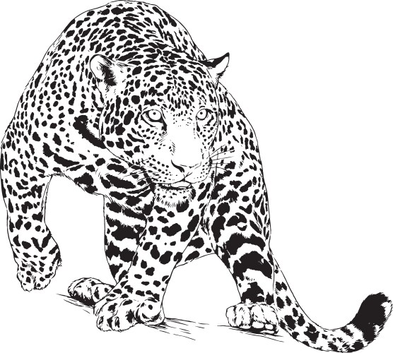 Leopard Royalty Free Vector Image - VectorStock