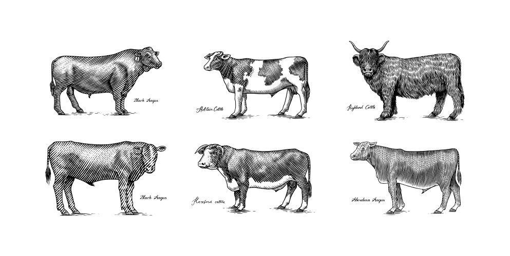 Heifer Vector Images (over 2,600)