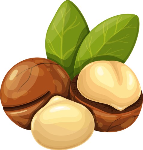 Macadamia nuts in cartoon style Royalty Free Vector Image