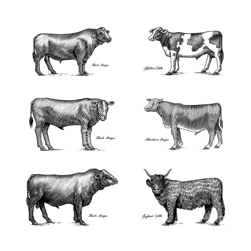 Angus Cattle Vector Images (over 1,500)