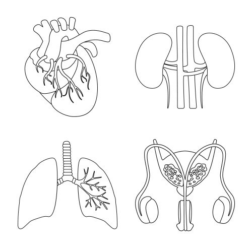 Human Organ Set - Anatomical Illustrations Vector Image
