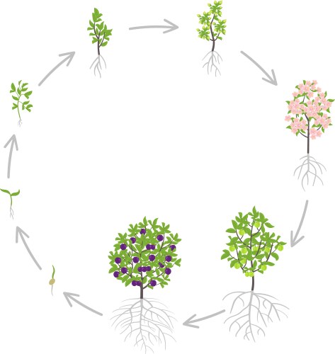 Broccoli plant life cycle growing stages set Vector Image