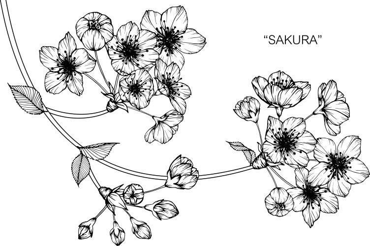 Sakura Blossom Line Art Royalty Free Vector Image