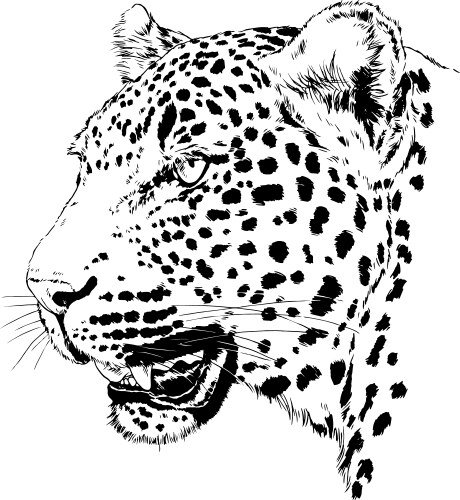 Leopard Royalty Free Vector Image - VectorStock