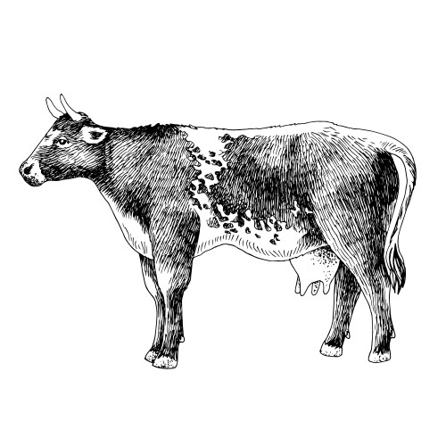 Cow Side View Vector Images (over 880)