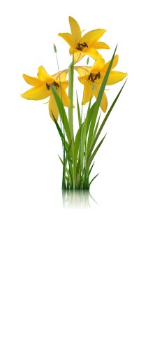 Iris yellow flower isolated Royalty Free Vector Image