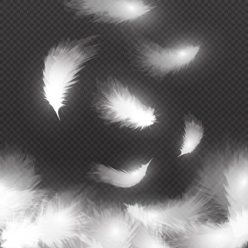 Falling feathers Royalty Free Vector Image - VectorStock