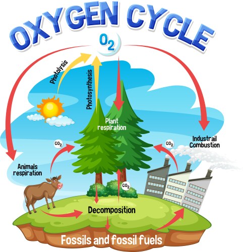 Science of water cycle Royalty Free Vector Image