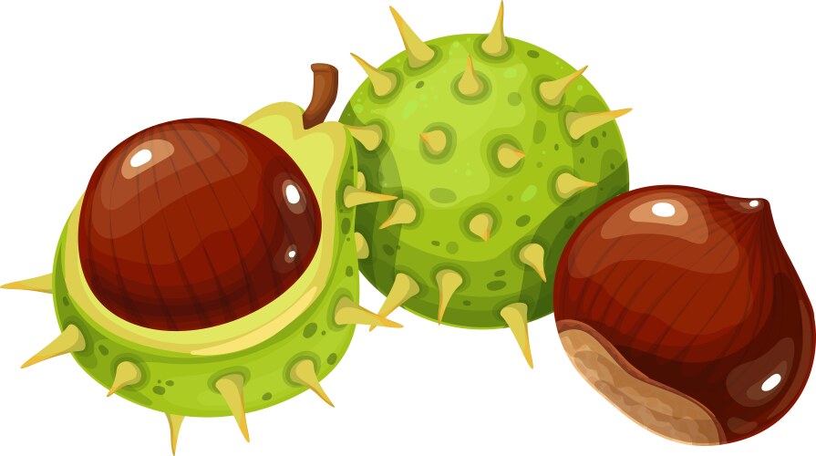 Chestnut cartoon Royalty Free Vector Image - VectorStock