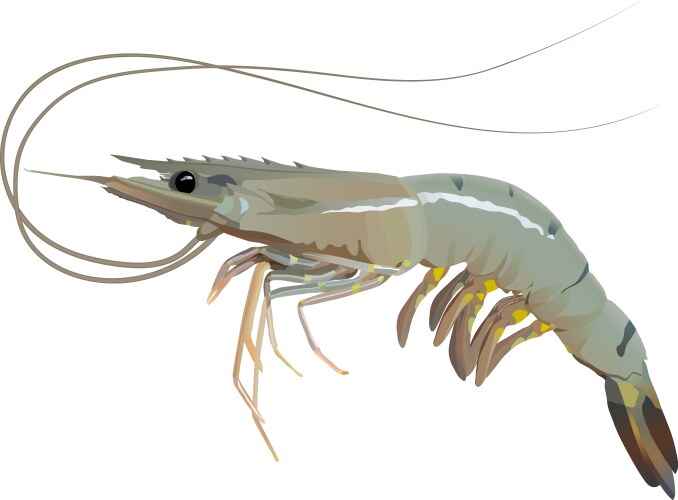 Antique engraving shrimp black and white clip Vector Image