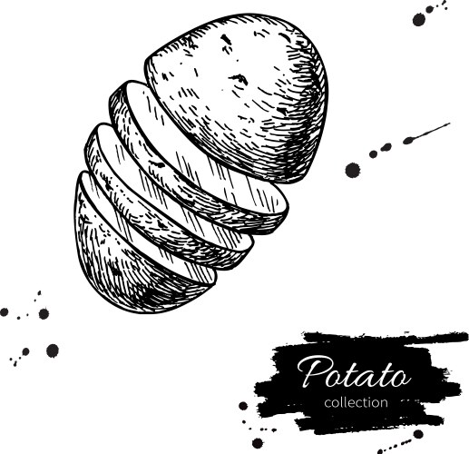 Potato drawing isolated hand drawn Royalty Free Vector Image