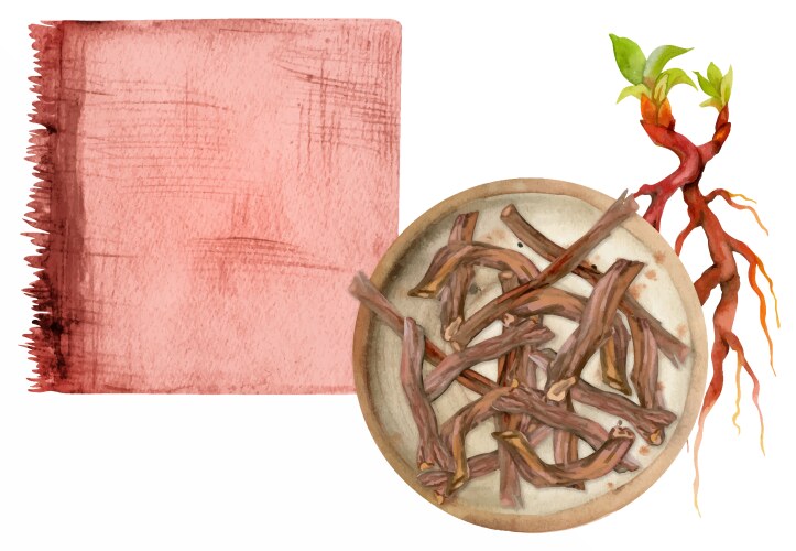 Hand drawn watercolor madder root coloring Vector Image