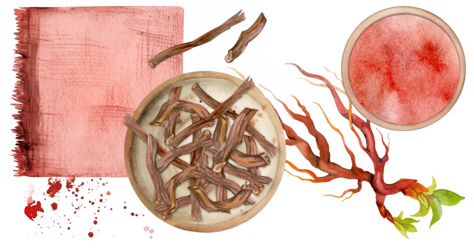 Hand drawn watercolor madder root coloring Vector Image