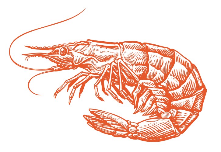 Prawn Vector Images (over 12,000)
