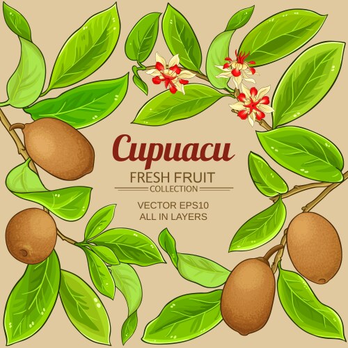 Cupuacu set Royalty Free Vector Image - VectorStock