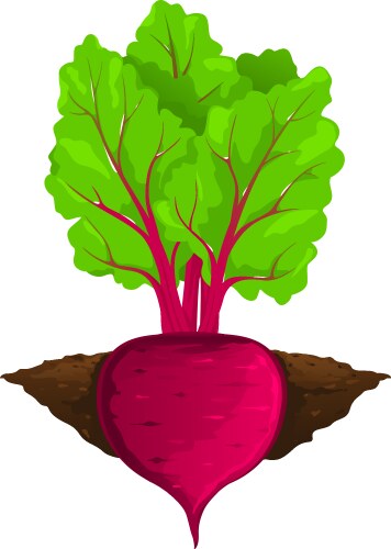 Beet Vector Images (over 16,000)