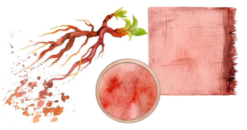 Hand drawn watercolor madder root coloring Vector Image