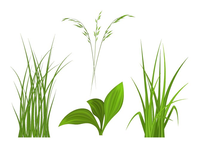 Grass Royalty Free Vector Image - VectorStock