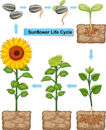 Diagram showing life cycle of sunflower Royalty Free Vector