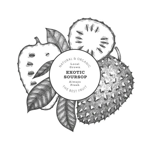 Soursop set Royalty Free Vector Image - VectorStock