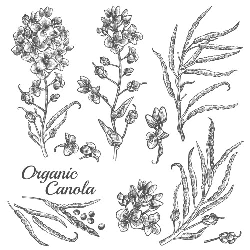 Engraved organic canola Royalty Free Vector Image