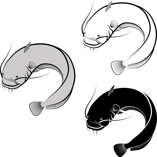 Catfish Vector Images (over 3,300)