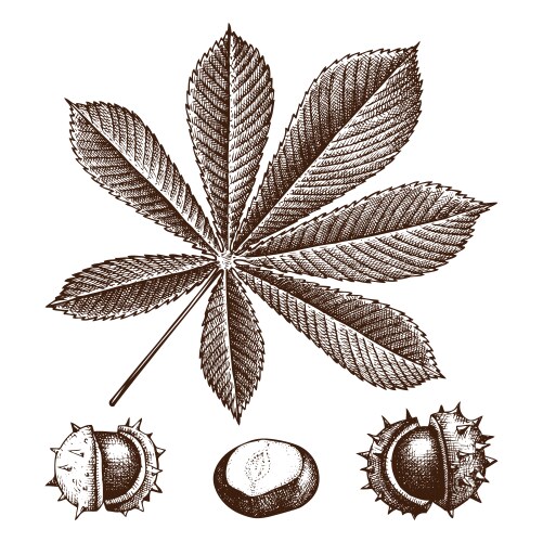 Chestnut flower on white Royalty Free Vector Image