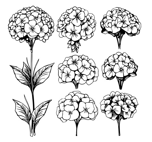Hydrangea Vector Images (over 7,500)