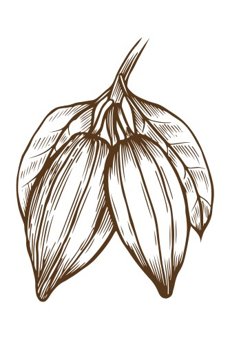 Cocoa bean drawing Royalty Free Vector Image - VectorStock