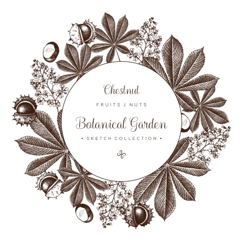 Chestnut Vector Images (over 14,000)