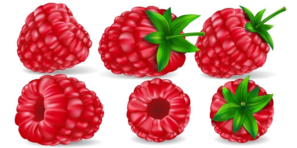 Red ripe raspberries summer berry fruit Royalty Free Vector