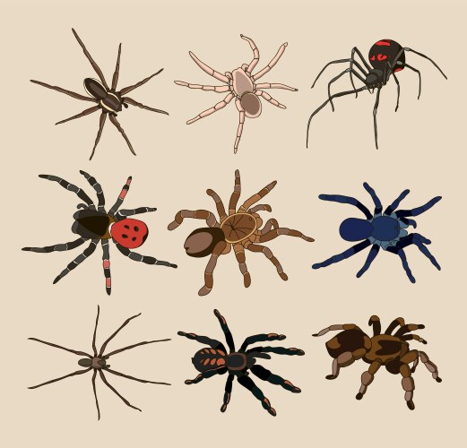 Spiders Cartoon Vector Images (over 33,000)