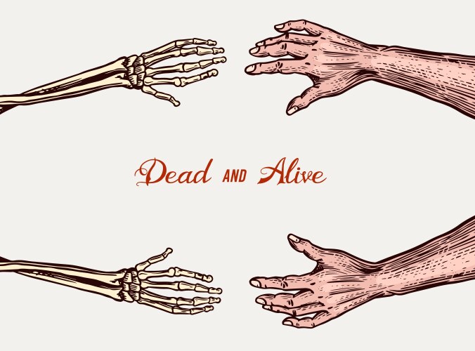 Human and skeleton hands bony arm drawn engraved Vector Image