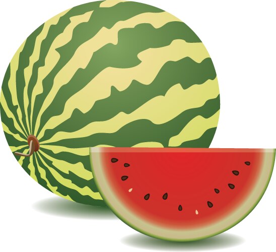 Watermelons Royalty Free Vector Image - VectorStock