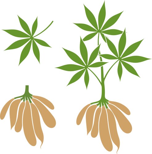 Natural cassava line art cartoon Royalty Free Vector Image