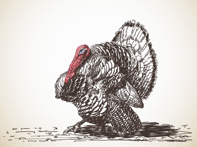 Wild turkey done in retro style Royalty Free Vector Image