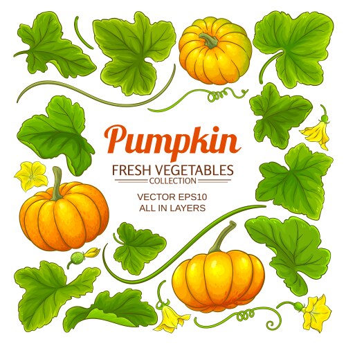 Colorful pumpkin set Royalty Free Vector Image