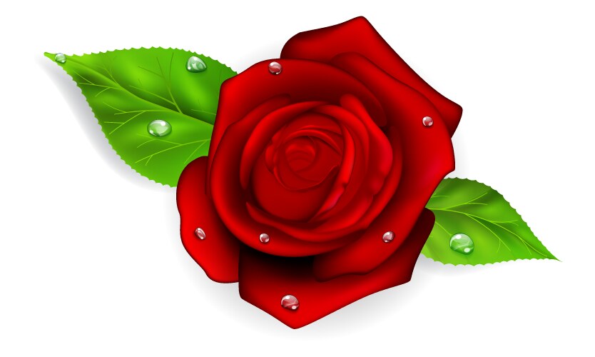 Red Rose Vector Images (over 54,000)