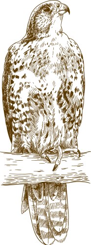 Falcon Vector Images (over 32,000)