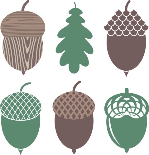 Acorns Royalty Free Vector Image - VectorStock