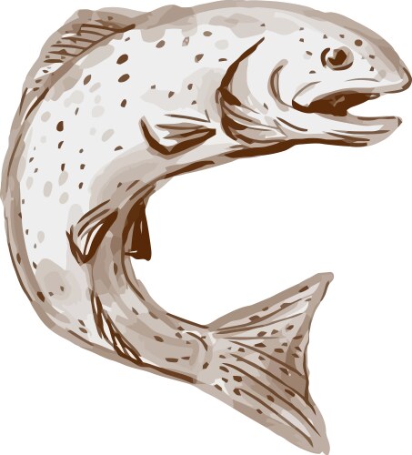 Trout Vector Images (over 12,000)