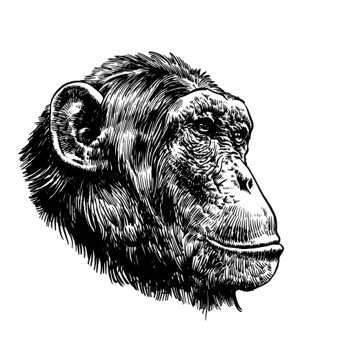Chimpanzee Vector Images (over 20,000)