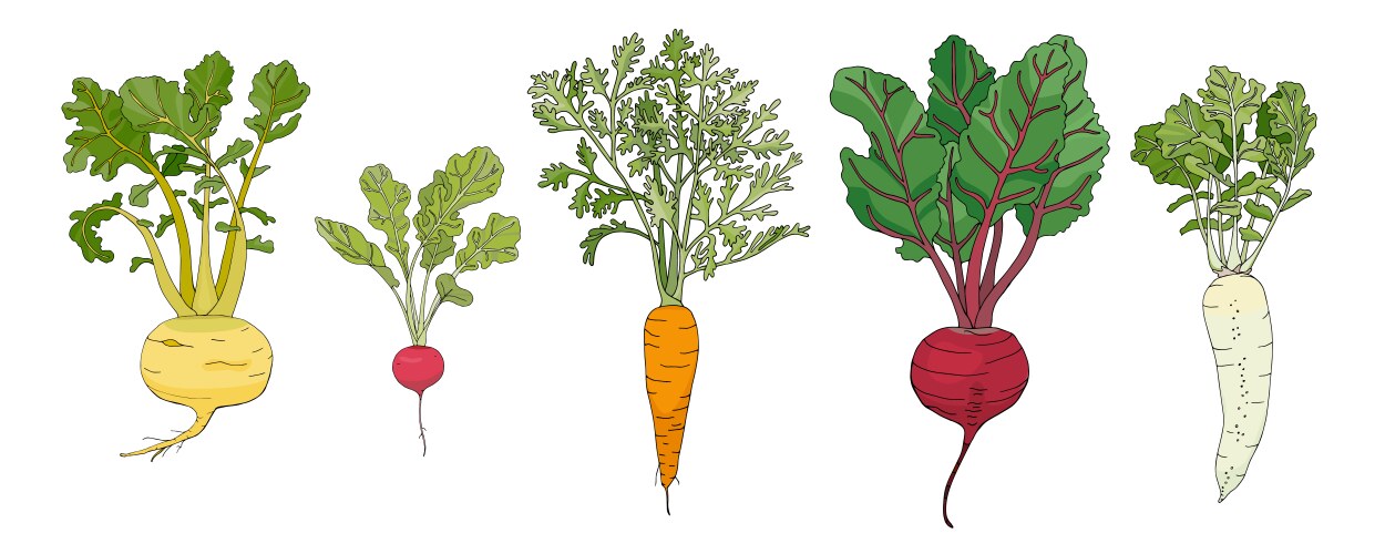Vegetables Outline Vector Images (over 91,000)