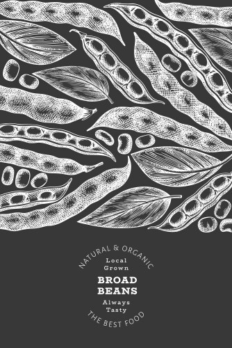 Hand drawn broad beans design template organic Vector Image